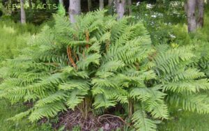 How to Plant and Grow Cinnamon Fern