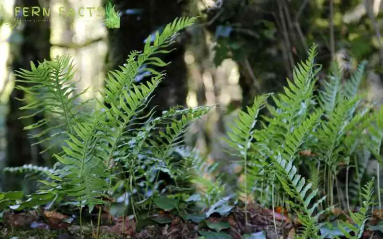 Best Ferns for Alkaline Soil