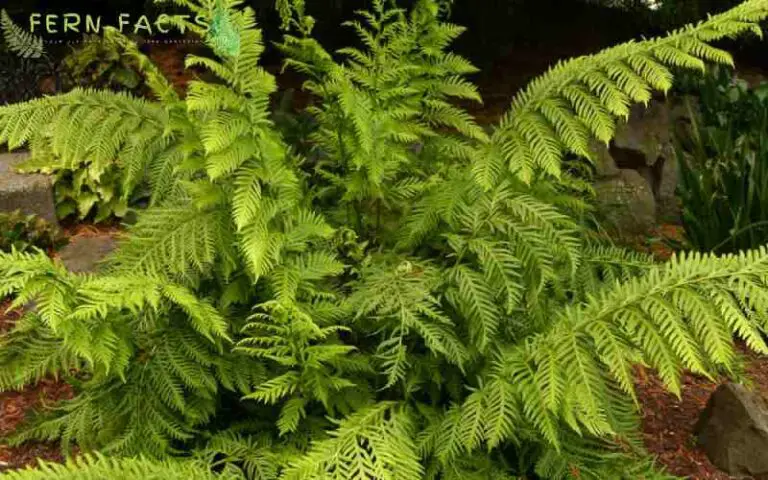 Giant Chain Fern - All You Need To Know