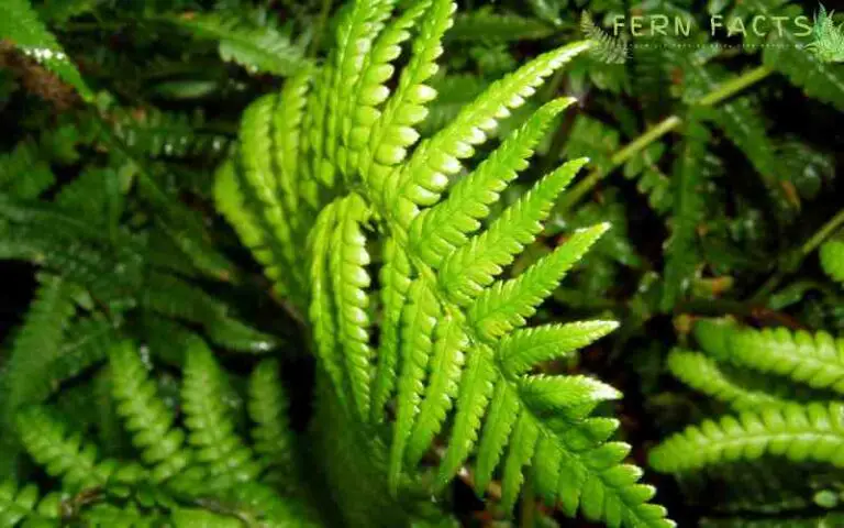 All About Wavy Cloak Fern