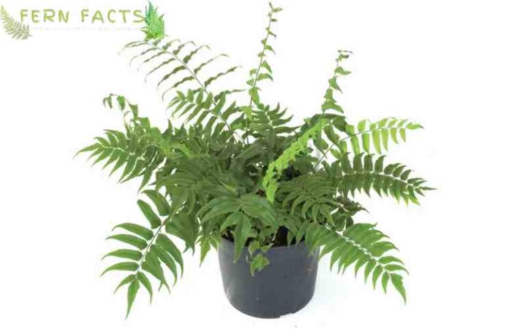 Holly Fern - All You Need to Know