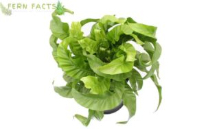 Hurricane Fern: How to Grow and Care