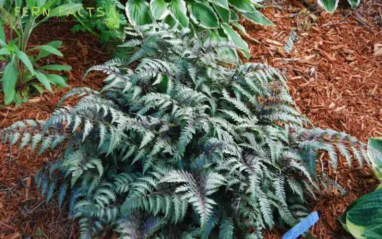 How to Plant and Grow Japanese Painted Fern