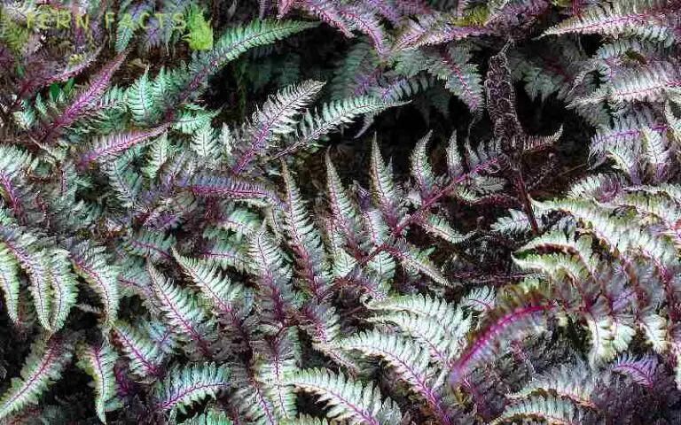 How to Plant and Grow Japanese Painted Fern