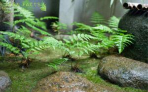 How to Plant and Care Korean Rock Fern