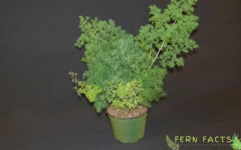 Asparagus Ming Fern - All You Need To Know