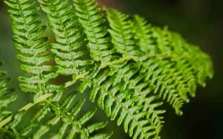 All About Wavy Cloak Fern