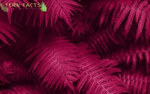 Red Fern Plant: All You Need to Know