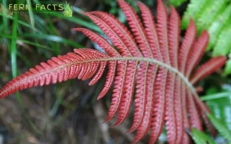 Red Fern Plant: All You Need to Know