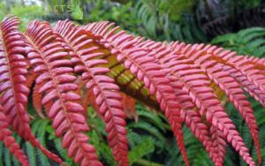 Red Fern Plant: All You Need to Know