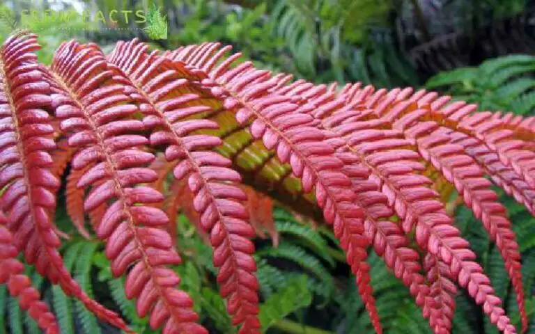 Red Fern Plant: All You Need to Know