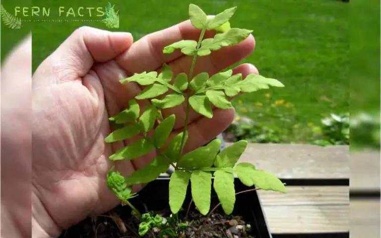 How to Plant Royal Ferns in the Garden