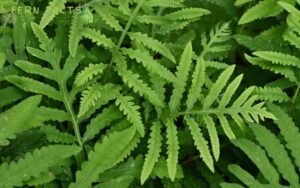 All About Blue Oil Fern (Microsorum Thailandicum)