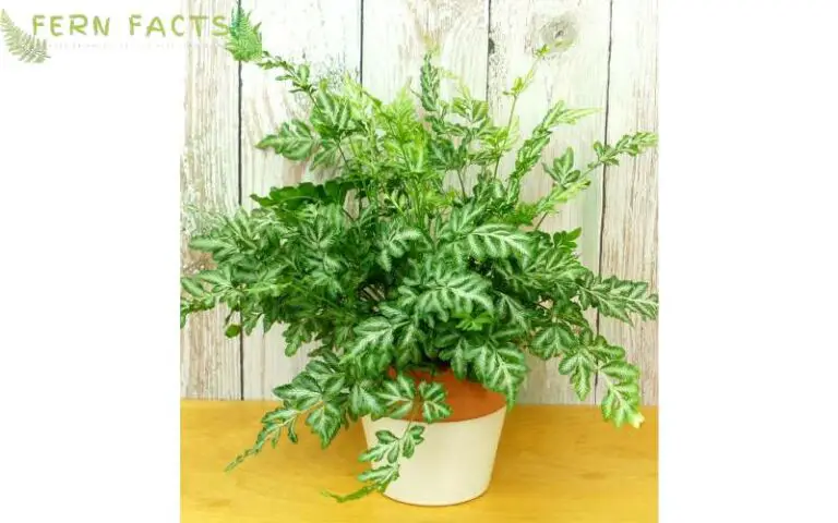 How to Grow and Care for Silver Lace Fern (Pteris Brake Fern)