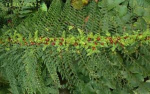 How to Grow and Care Soft Shield Fern (Polystichum Setiferum)