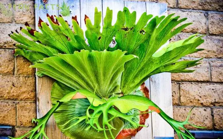 How to Plant and Care Staghorn Ferns