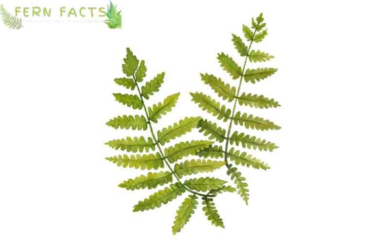 How to Plant and Grow Wood Fern