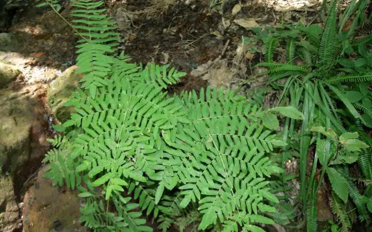 A Guide to the Best Ferns for Clay Soils