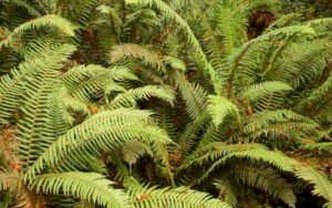 A Guide to the Best Ferns for Clay Soils