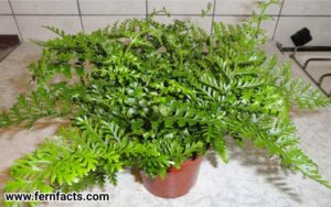 Asplenium Parvati (Mother Fern) - Grow and Care Tips