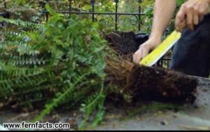 Root Nodules on Boston Fern: What Are the Balls on Roots of Fern Plants