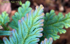 Fishtail Fern (Microsorum Punctatum) - Care and Grow