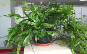 Fishtail Fern (Microsorum Punctatum) - Care and Grow