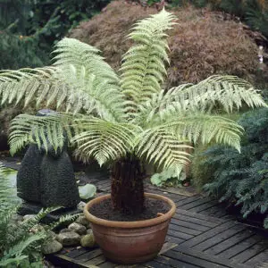 Soft Tree Fern (Dicksonia Antarctica): Full Care Guide