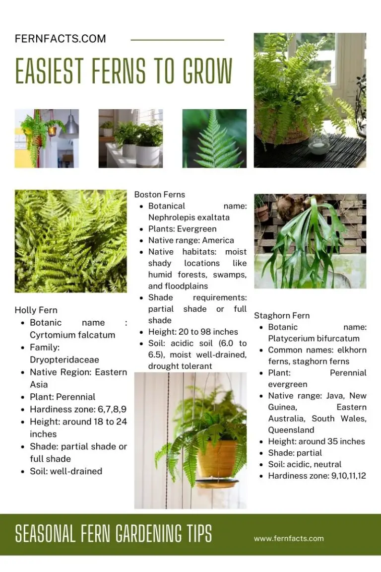7 Easiest Ferns to Grow