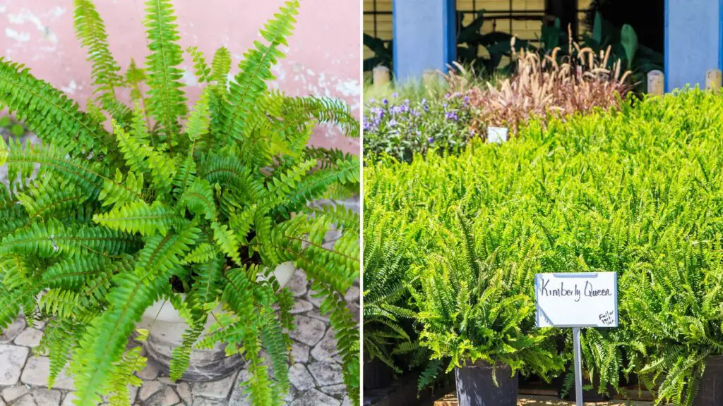 Fern Landscaping Ideas: 7 Eye-catching Ways to Showcase Ferns in the Garden