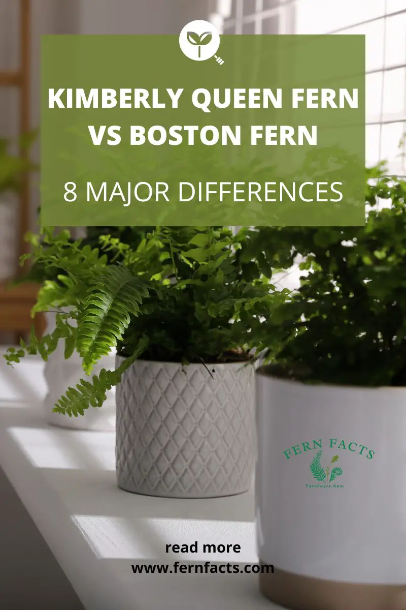 Kimberly Queen Fern vs Boston Fern: 8 Major Differences