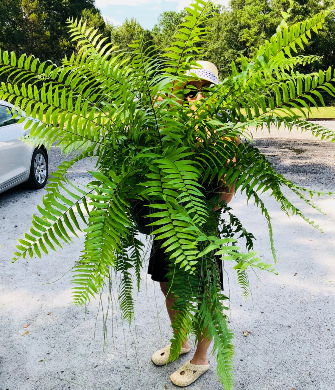 Macho Fern Info – Tips for Growing a Macho Fern