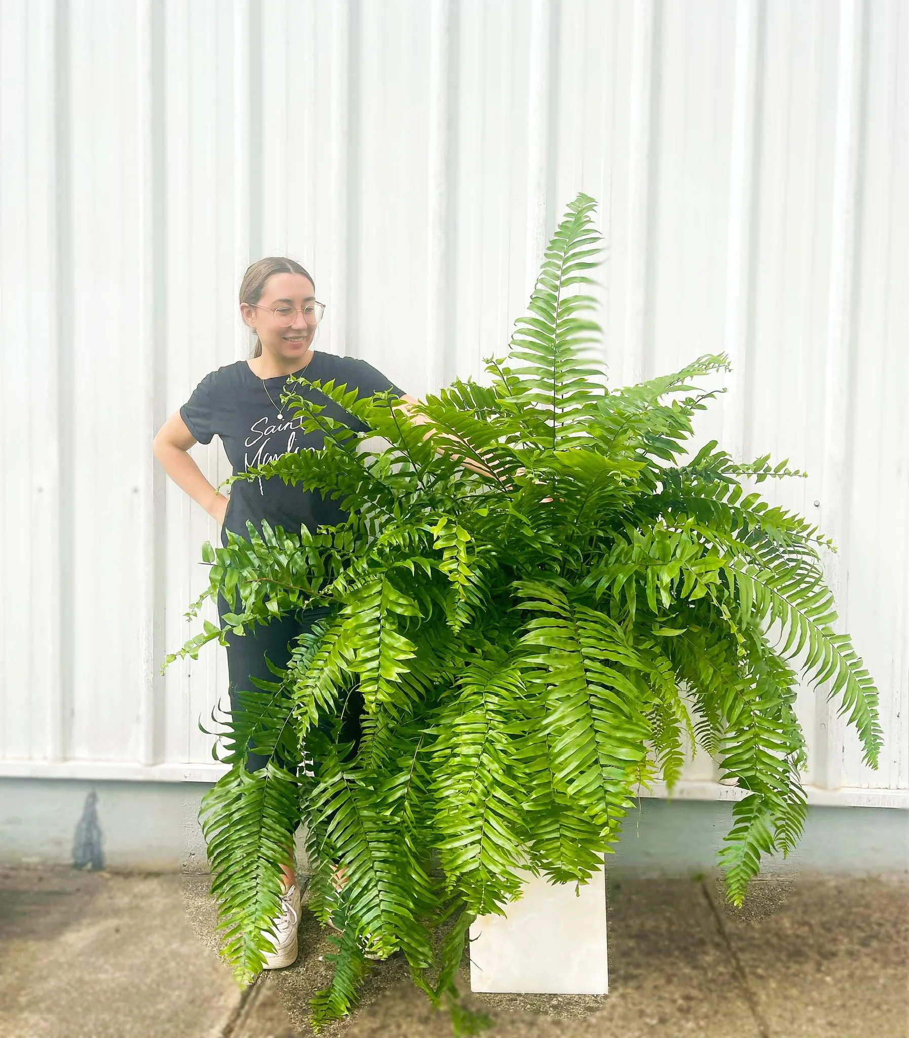 Macho Fern Info – Tips for Growing a Macho Fern