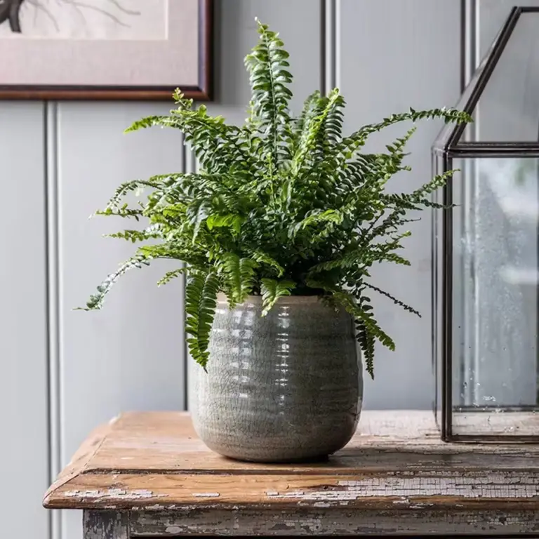 6 Stunning Indoor Fern Types: Beautify Your Home!