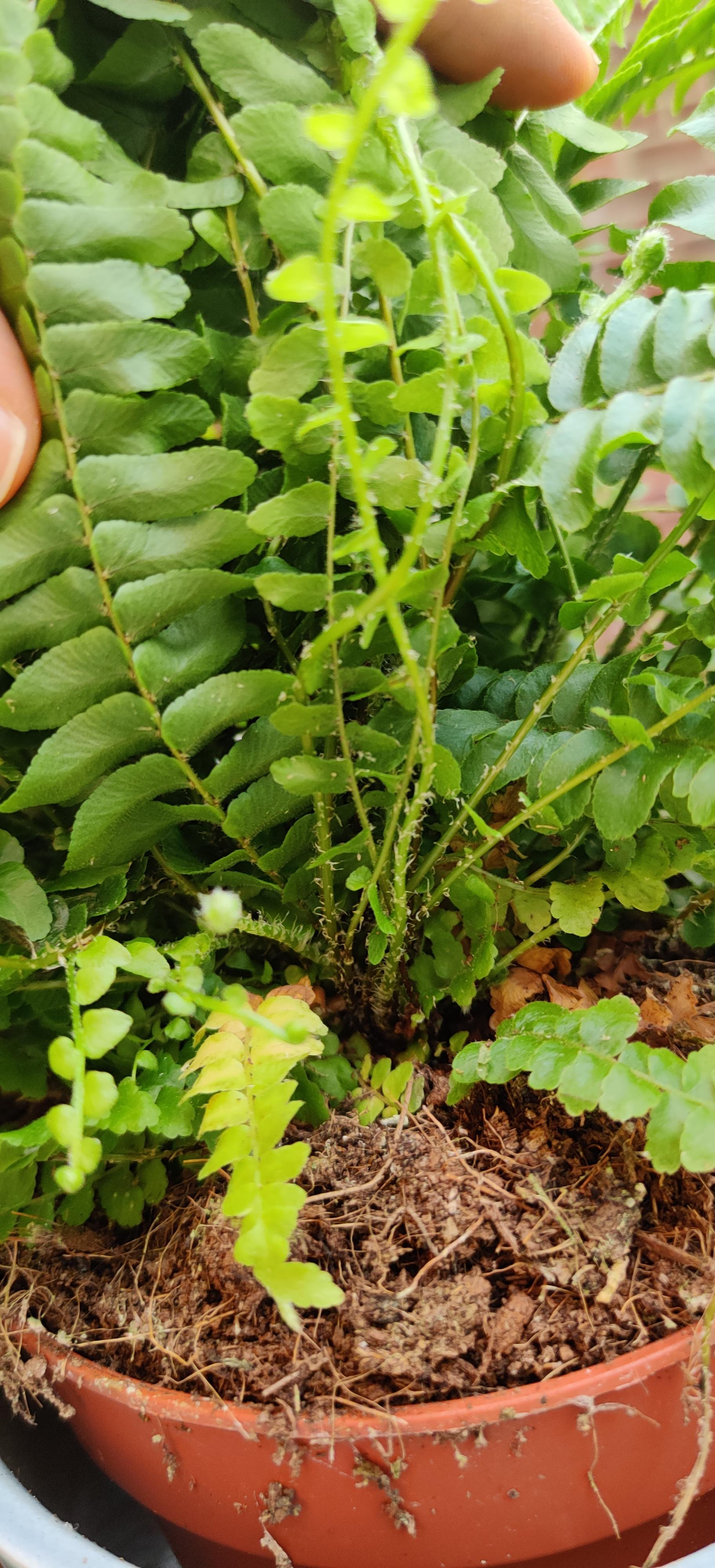 How To Propagate Boston Fern? - Easy Growth Secrets