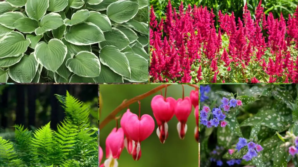 5 Fast-Growing Shade Plants