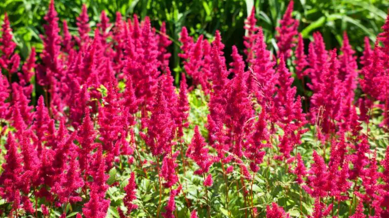 5 Fast-Growing Shade Plants