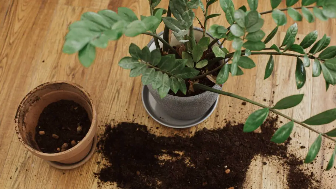 Everything You Need to Know About ZZ Plants